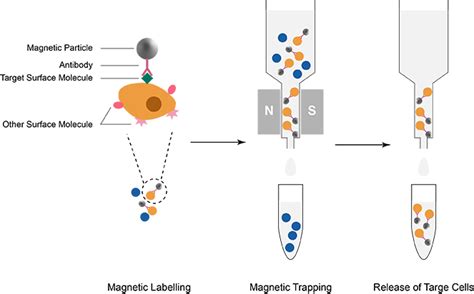 magnetic cell isolation and custom beads cd bioparticles