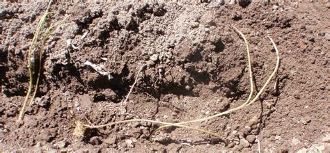 Potato Eyes Planting