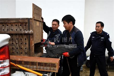 极濒危鸟类白腹鹭现身云南昌宁 人民图片网