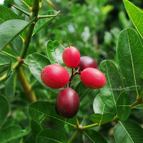 Carissa Bispinosa Forest Num Num Cape Garden Online