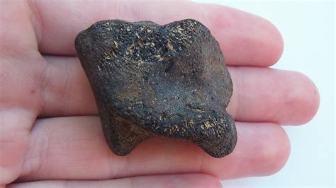 Bothriodon Cuboid Bone View One Member Collections The Fossil Forum
