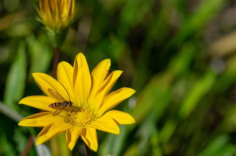 꽃등에과 꽃 파리 또는 Syrphid 파리 노란색 꽃에서 꿀 꽃가루를 수집 개화기에 대한 스톡 사진 및 기타 이미지 개화기