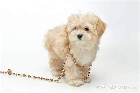彩虹天堂宠物纪念馆新手养狗狗粮到底要不要泡 知乎