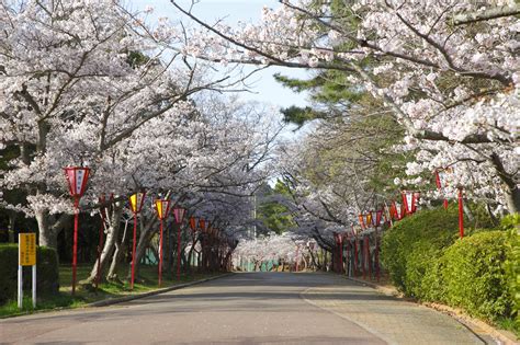 日岡山公園加古川観光協会