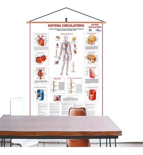 Sistema Circulatorio Cardiovascular Banner Poster Mapa Corpo Humano