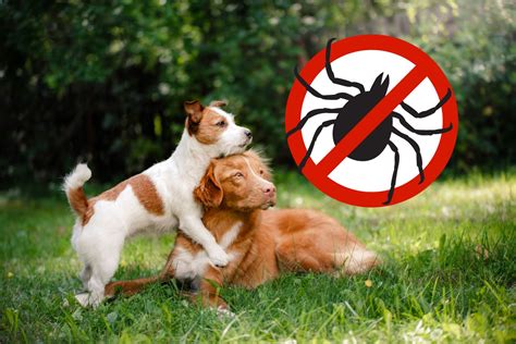 Si Vous Remarquez Ces Symptômes Chez Le Chien Il Pourrait Sagir Dune