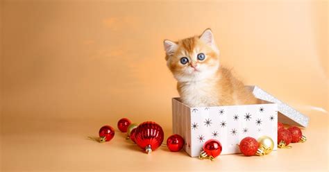 Why Do Cats Like Boxes