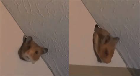 Hamster cava buraco na parede e invade apartamento da vizinha veja vídeo