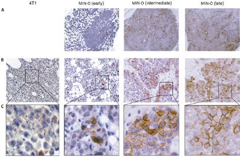 Immunohistochemistry Cxcr4 Staining In 4t1 And Min O Tumor Tissue A