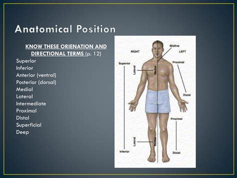 Anatomical Terms Of Location Anterior Posterior Teachmeanatomy Bilarasa