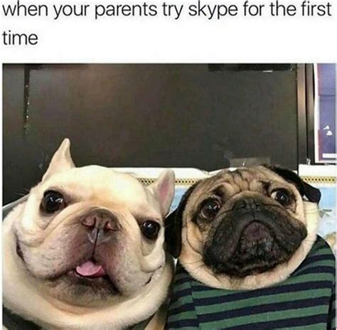 17 Pugs Memes That Weirdly Relatable Funny And Downright Ridiculous