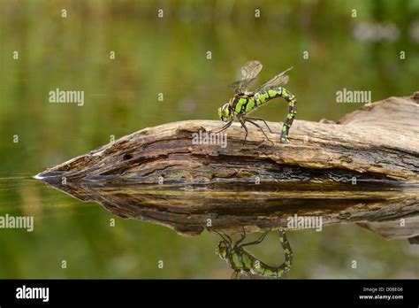 Southern Hawker Dragonfly Aeshna Cycnea Female Laying Eggs In Rotting