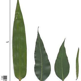 Diagram Of The Leaves Showing The Measurement Positions Of Length L Download Scientific
