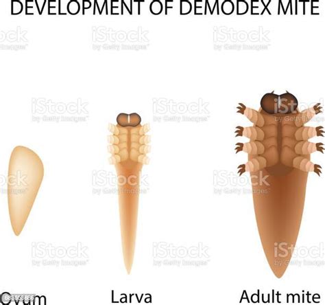 Demodex 진드기의 재생산입니다 유 충 성인입니다 Demodecosis입니다 인포 그래픽입니다 격리 된 배경 벡터
