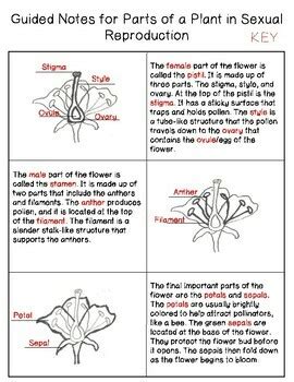 Parts Of A Plant In Sexual Reproduction TPT