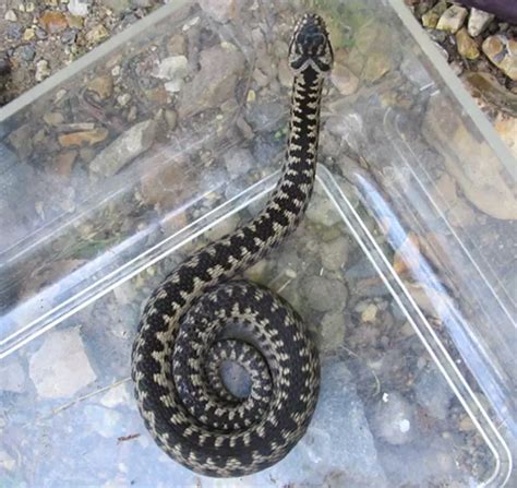 Adder Zsl
