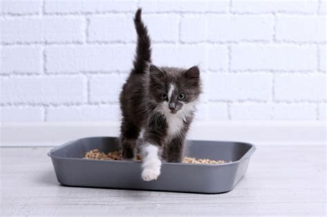 Como Saber O Sexo Do Gato Aprenda Aqui Blog Da Cobasi