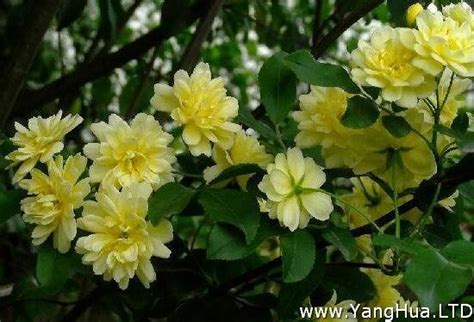 七里香什麼時候開花七里香花期在58月 養花網