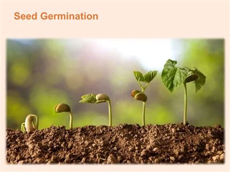 Propagation By Seed Explained Sexual Propagation Pptx