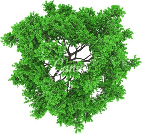 Tree Texture Png Texture Tree Top Png Plan Of Trees Png 1626118 Porn