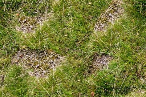 9 Common Lawn Problems And How To Fix Them Expert Tips