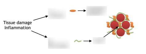 Diagram Of Platelets And Coagulation Quizlet