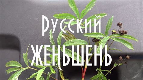 Сбор и применение сабельника болотного от болей в позвоночнике и