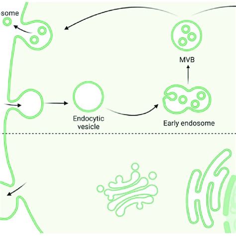 Cns Cell Types And Ev Markers Table Summarizing Cns Cell Types And