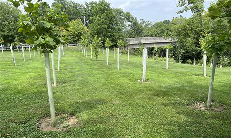 October Is Riparian Buffer Month Lancaster Clean Water Partners