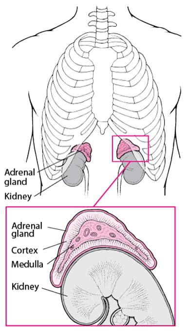 Image A Close Look At The Adrenal Glands Msd Manual Consumer Version
