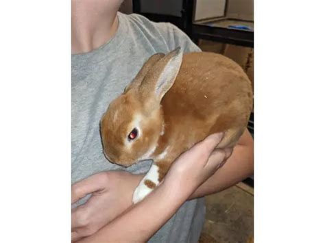 14 Weeks Old Mini Rex Bunnies Dayton
