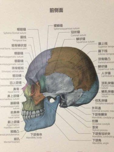 颞部是哪个位置图片 配图网