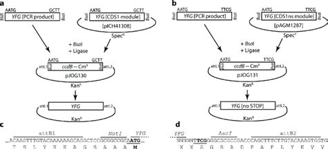 Generation Of Gateway Entry Vectors By Golden Gate Cloning A Scheme