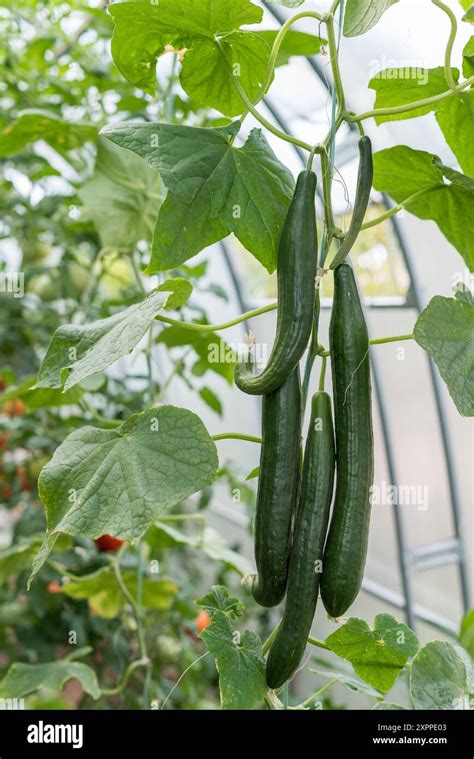Part Of A Young Cucumber Plant Stem Leaves Flower And Fruit Stock