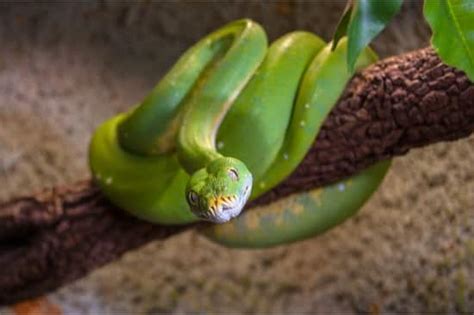 6 Most Popular Green Tree Python Morphs — Snakes For Pets