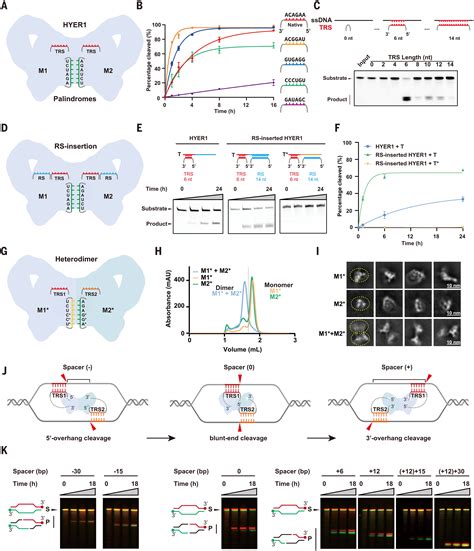 Hydrolytic Endonucleolytic Ribozyme Hyer Is Programmable For Sequence