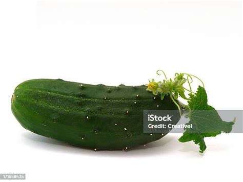 있는 레몬밤을 아이리스입니다 예산 및 떠나다 흰색 배경의 오이에 대한 스톡 사진 및 기타 이미지 오이 꽃 식물 컷아웃