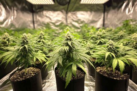 how do you differentiate between types of cannabis based on their appe