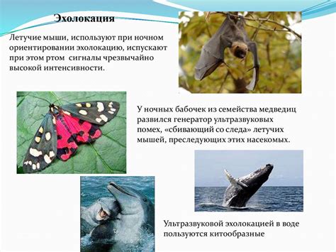 Ультразвук и инфразвук - презентация онлайн