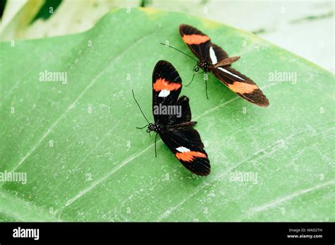 Yellow Black And Orange Butterfly At Rita Ware Blog