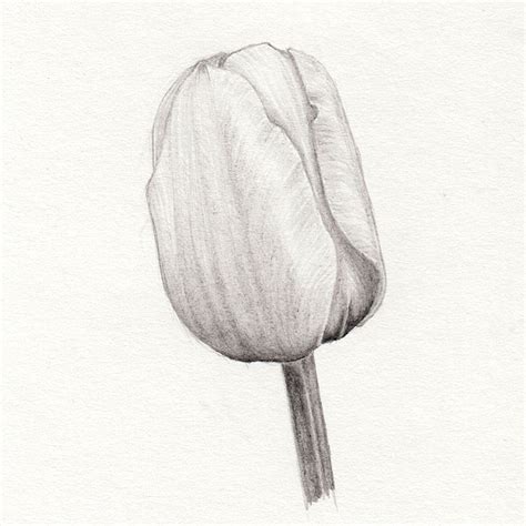 Tulpe Zeichnen Mit Bleistift How To Art Com