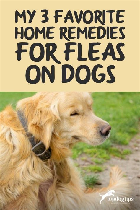 My 3 favorite home remedies for fleas on dogs – Artofit