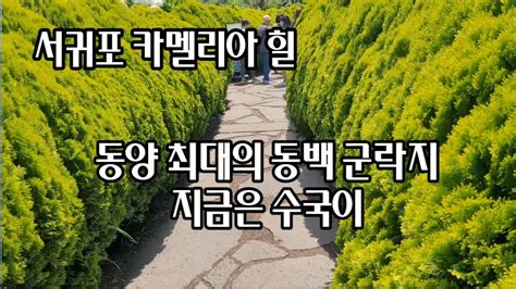 수국 수국 한다 카멜리아 힐 Youtube