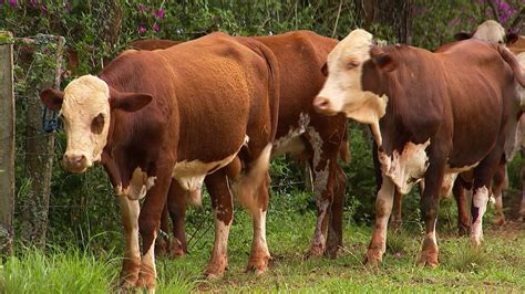 Criadores Paulistas Investem Em Gado Hereford E Braford