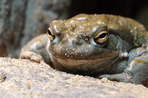 Symptoms Of Cane Toad Poisoning In Dogs And Humans A Bugs Life Pest