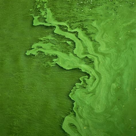 Cyanobacteria Algae Remediation And Prevention Better2earth