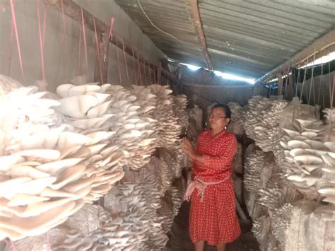व्यावसायिक च्याउखेतीबाट मनग्य आम्दानी Nepal Gyan