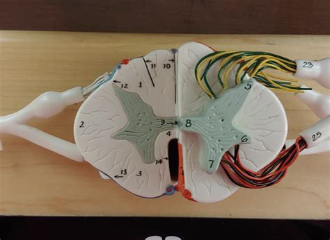 spinal cord nerves diagram quizlet