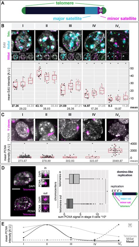 Replication Timing Of Sub Chromosomal Structures In Mouse Embryonic Download Scientific