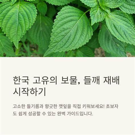 들깨 파종시기재배방법남부중부지방